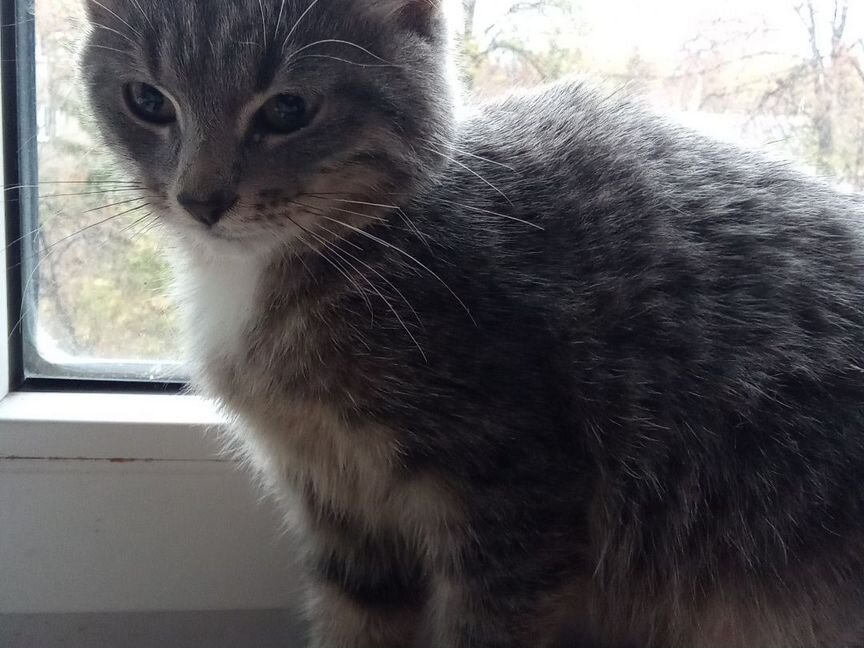 Котик 3месяца. Бесплатно
