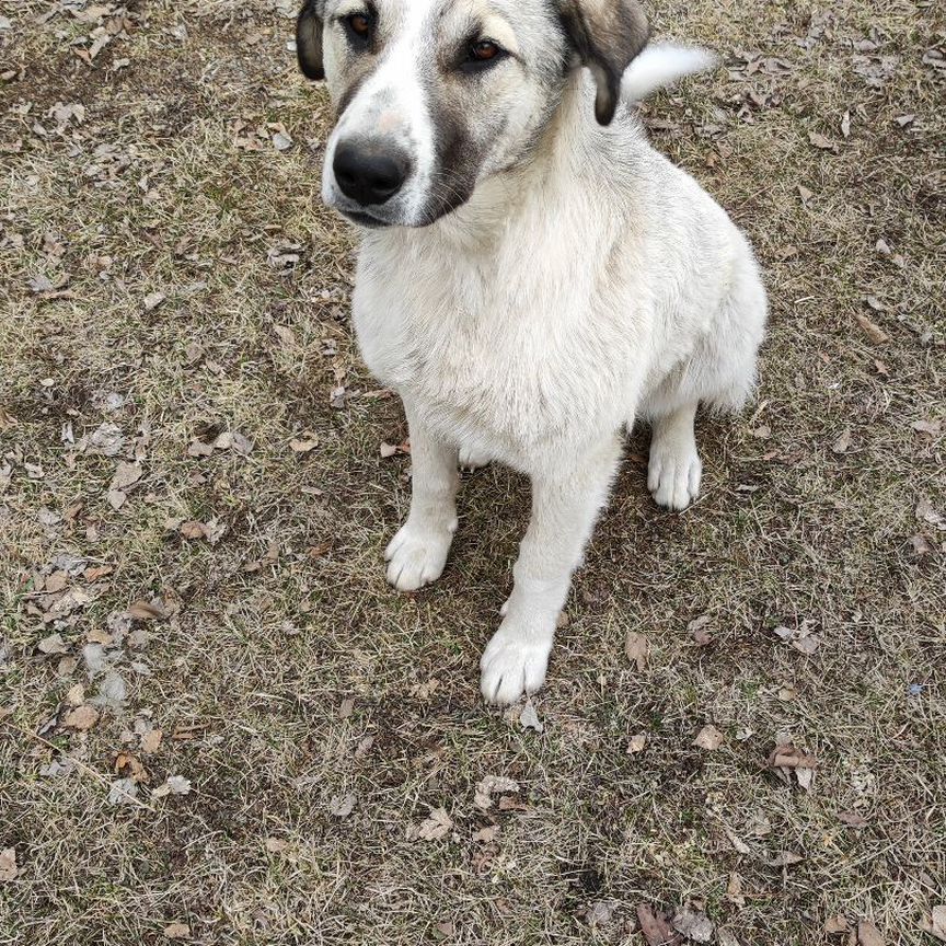 Отдам в добрые руки