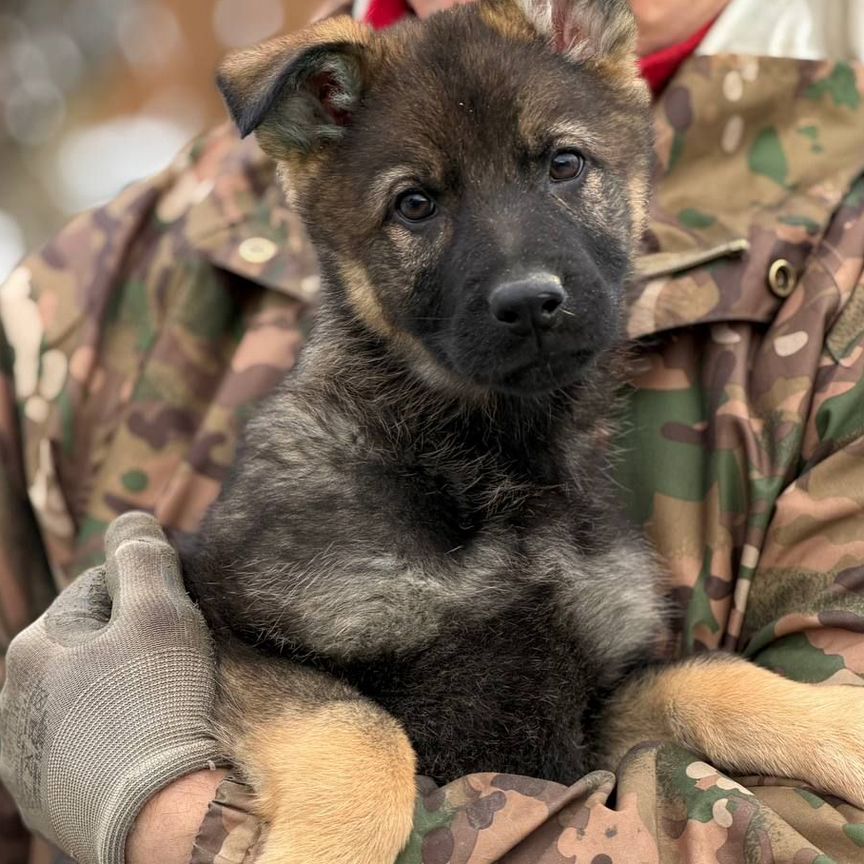 Немецкая овчарка, щенок