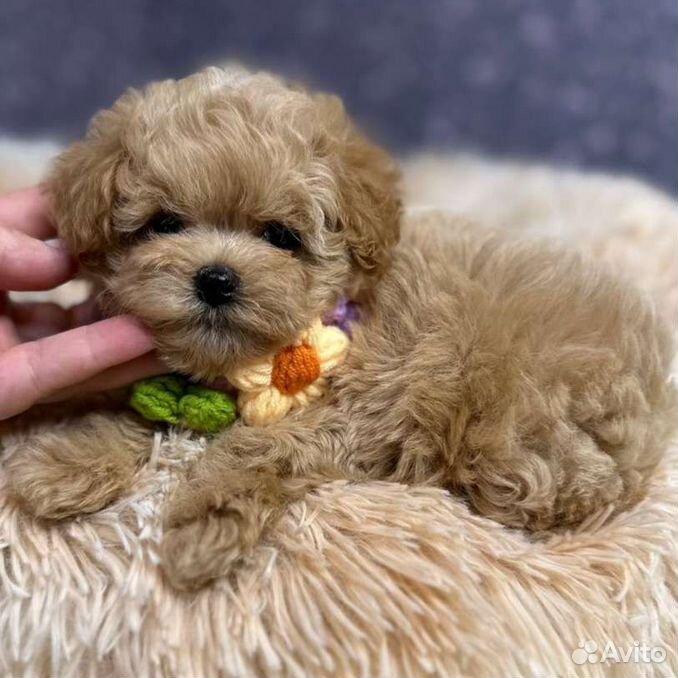 Очаровательная Мини девочка Мальтипу F1