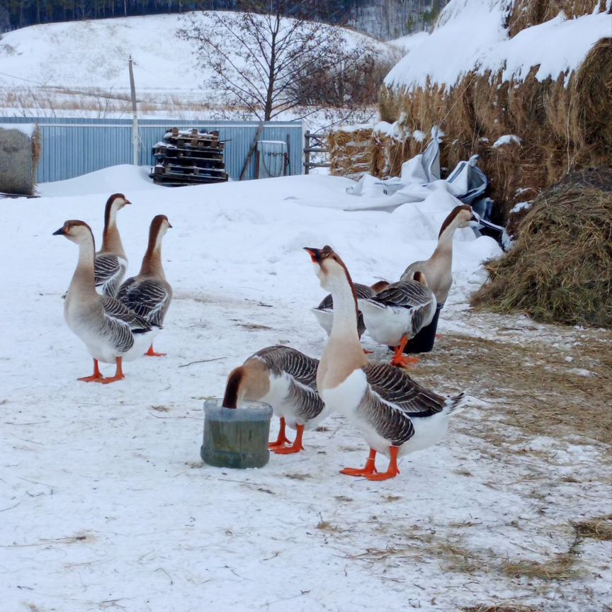 Гусак гибрид Большая Львиная голова с Холмогором
