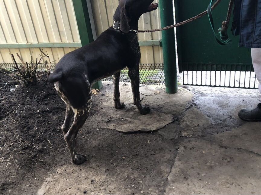 Щенки курцхара