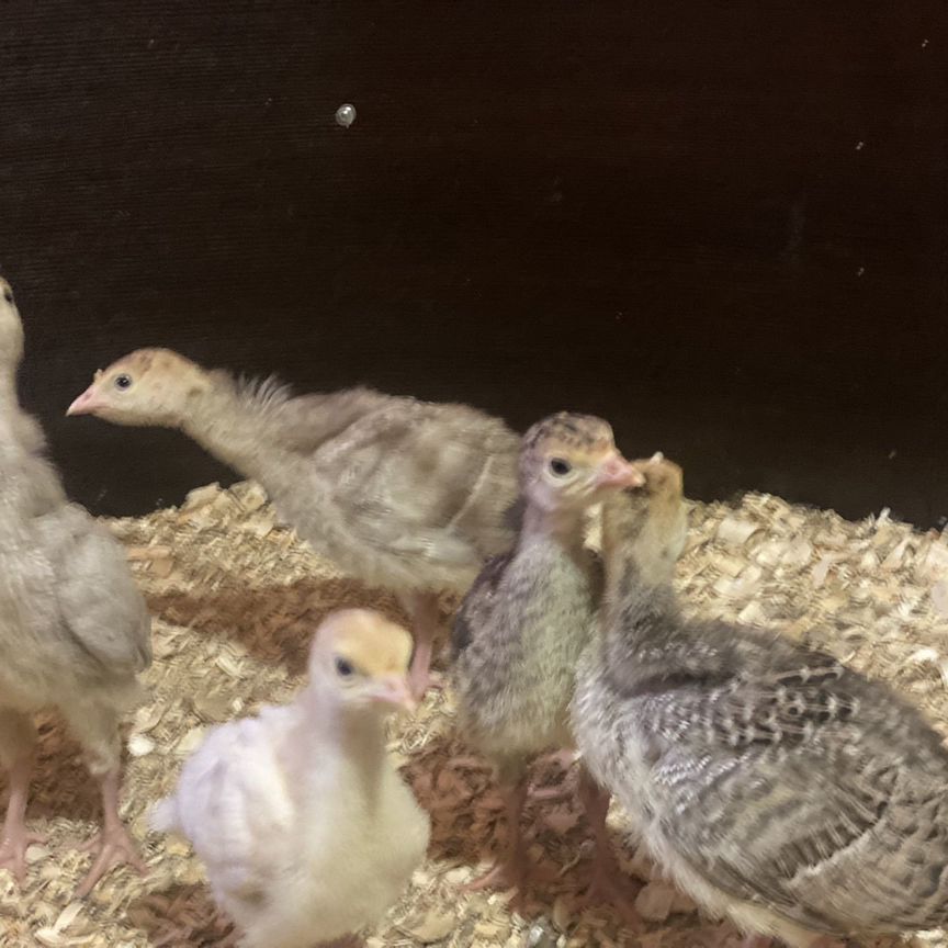Цыплята индюков, двухнедельные