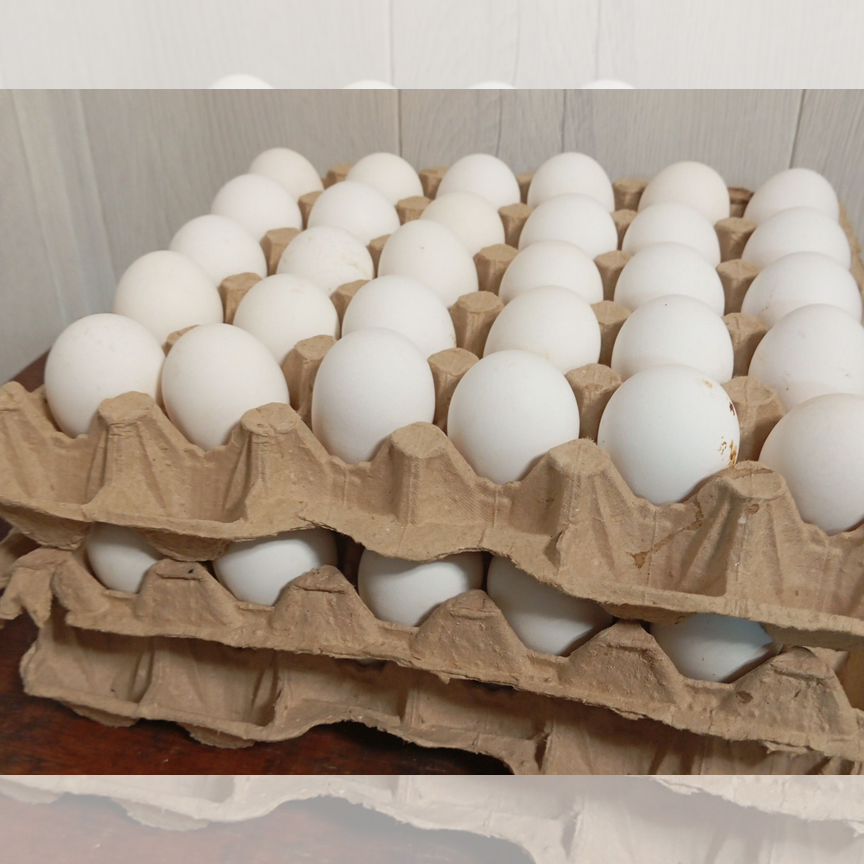 Яйцо домашнее