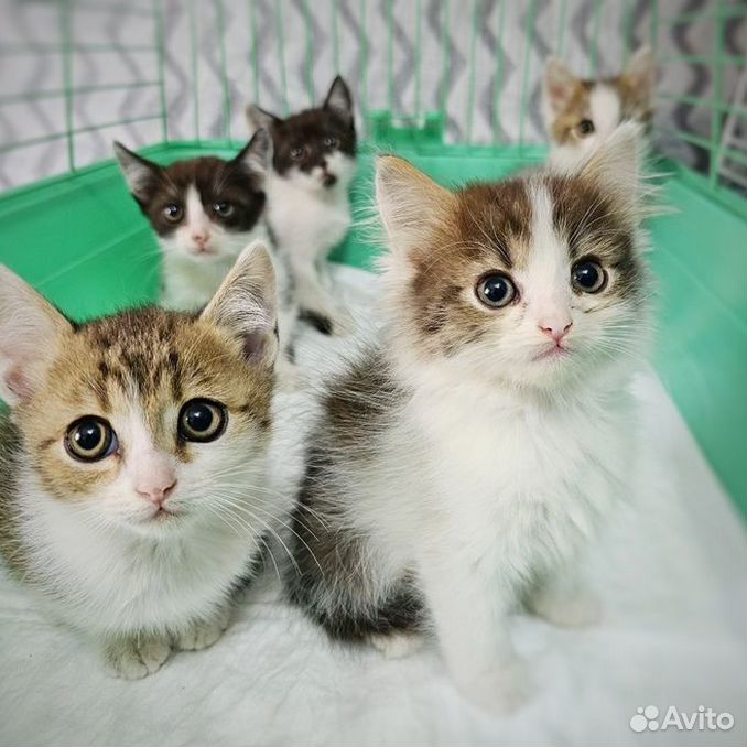 Котятки в хорошие руки бесплатно