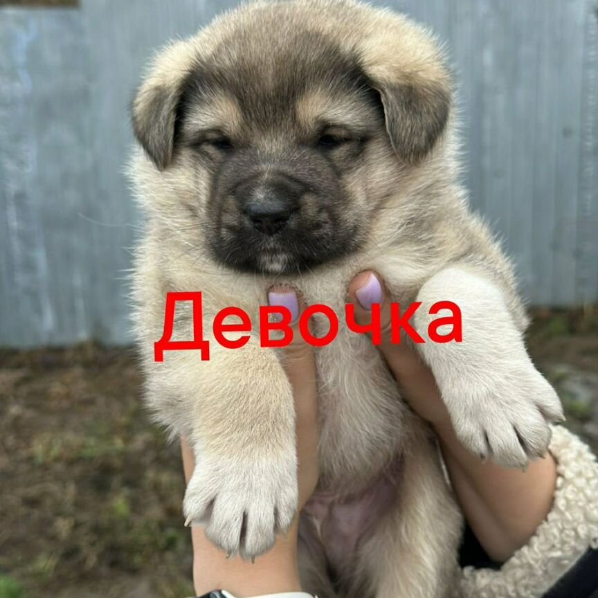 Щенок в добрые руки