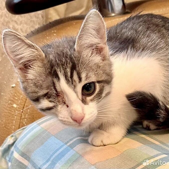 Особенная котомалышка ищет маму