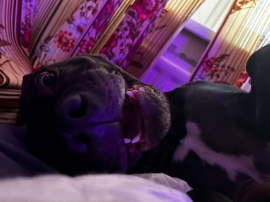 Американский питбуль