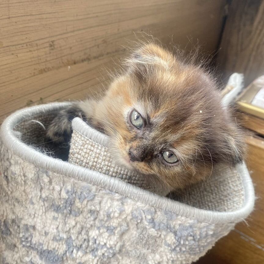 Кошка