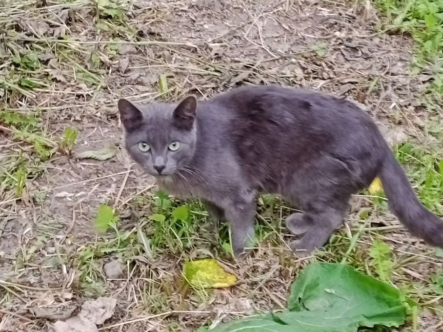 Котёнок классный в добрые руки