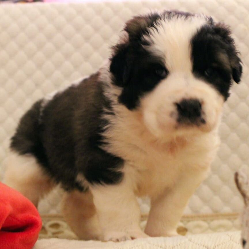 Московская сторожевая