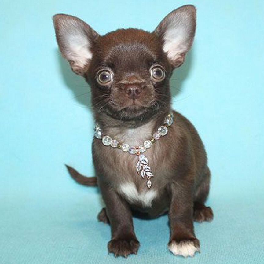 Чихуахуа, щенок