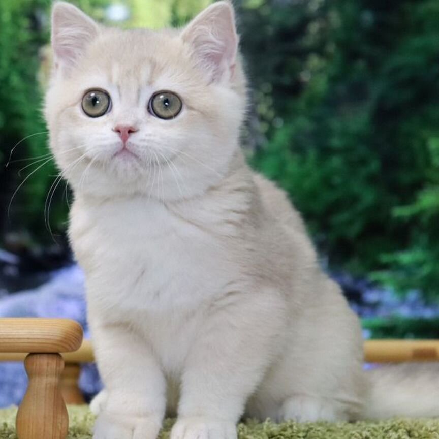 Британский мальчик