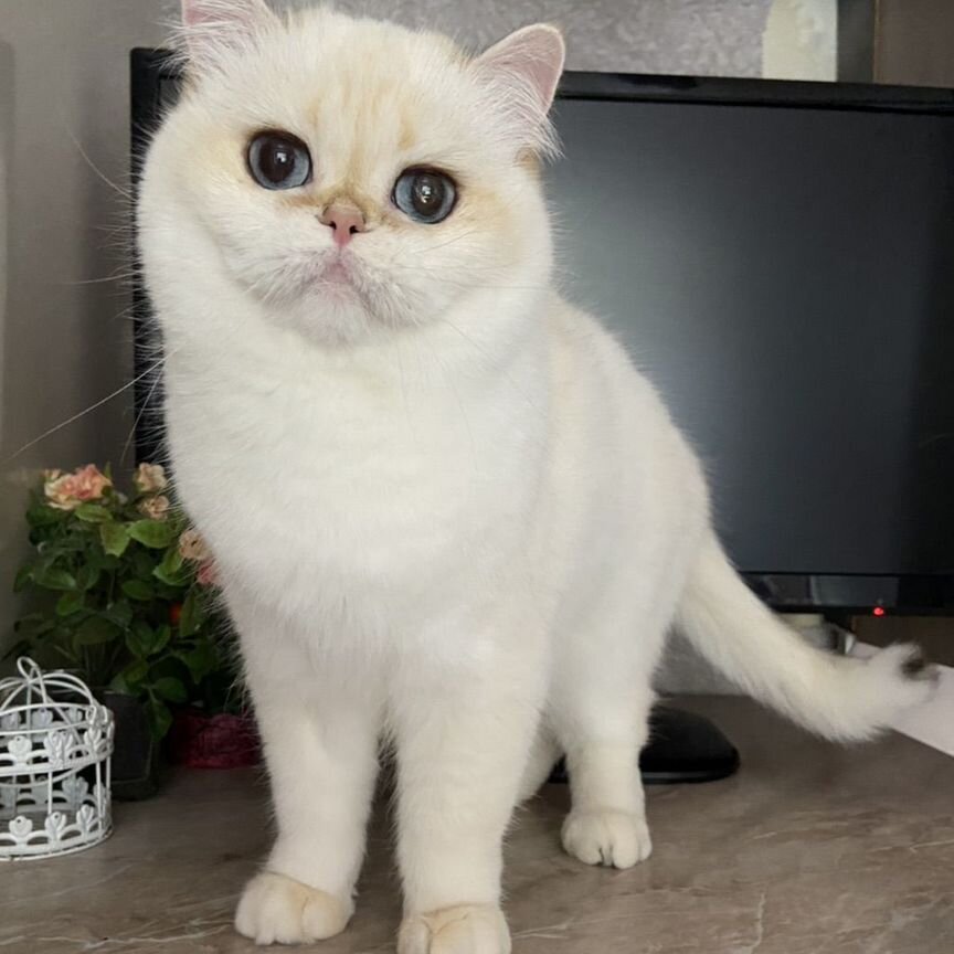 Британская шиншилла