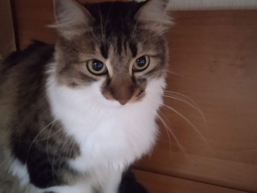 Кот