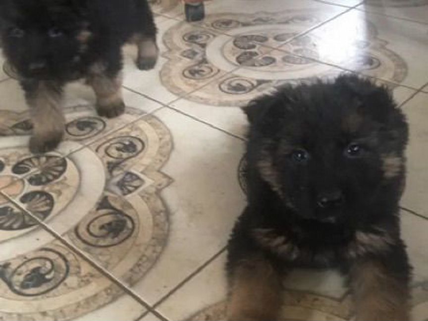 Щенки немецкой овчарки