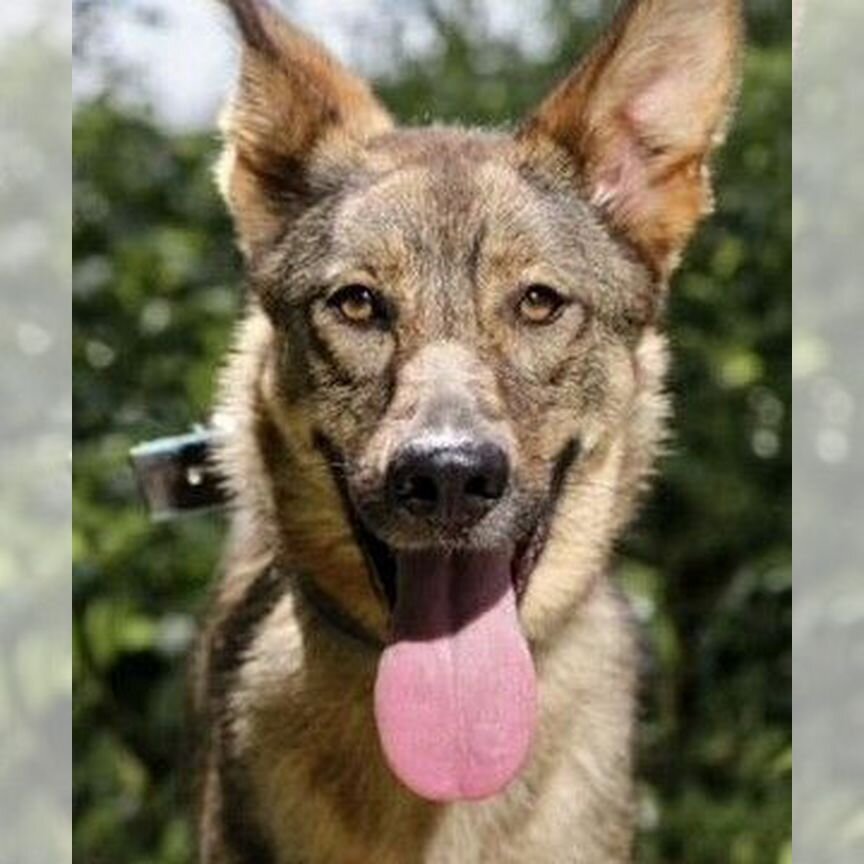 Нежная и жизнерадостная девчуля в приюте