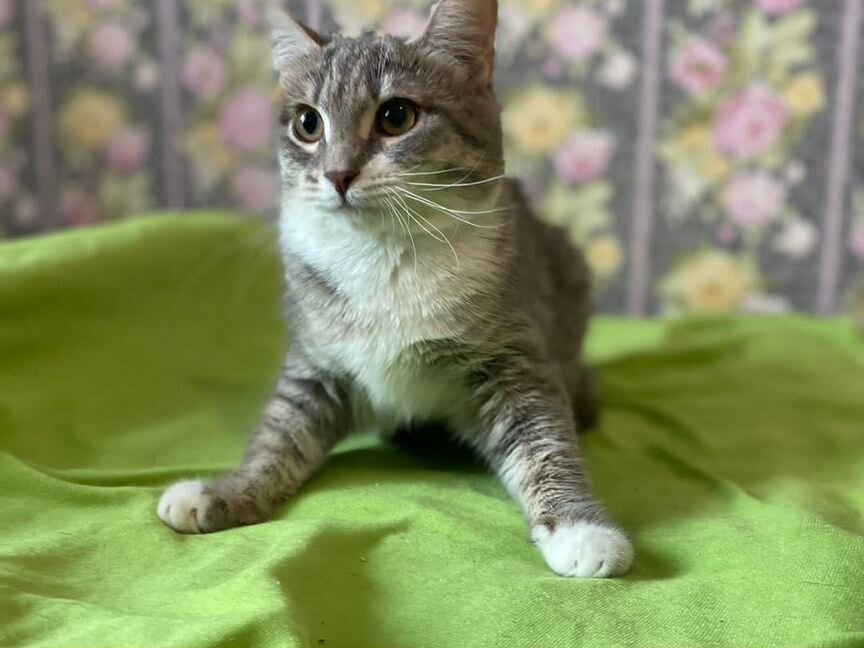 Котенок привитая мурлыка