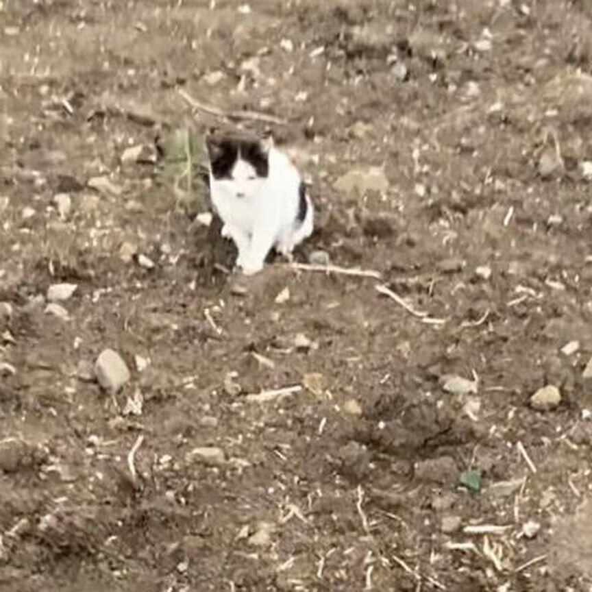Котенка оставили погибать на трассе