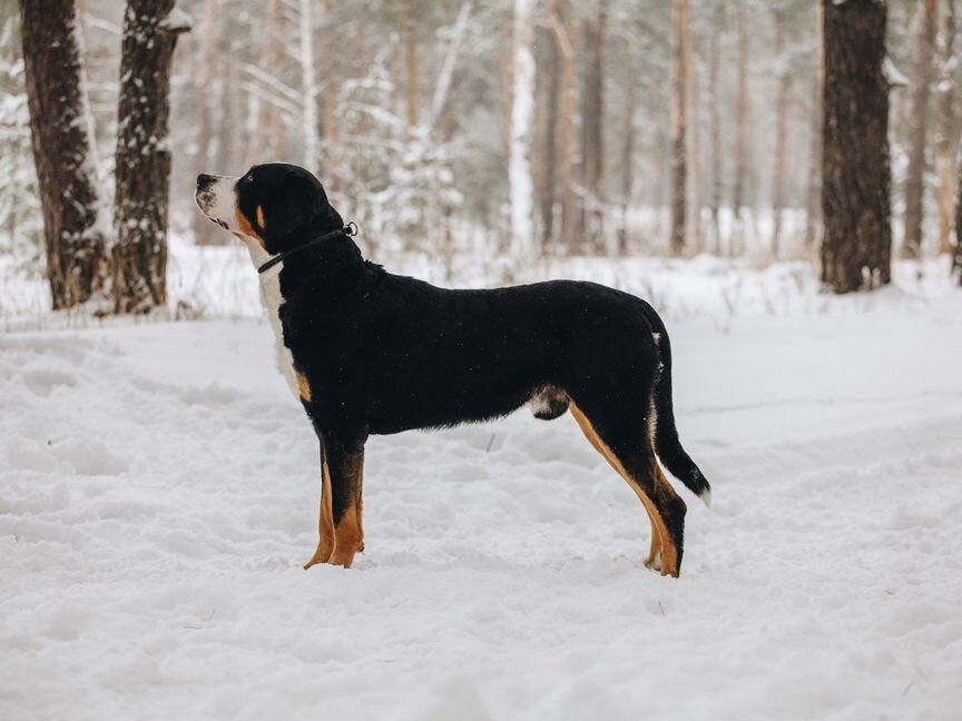 Вязка большой швейцарский зенненхунд