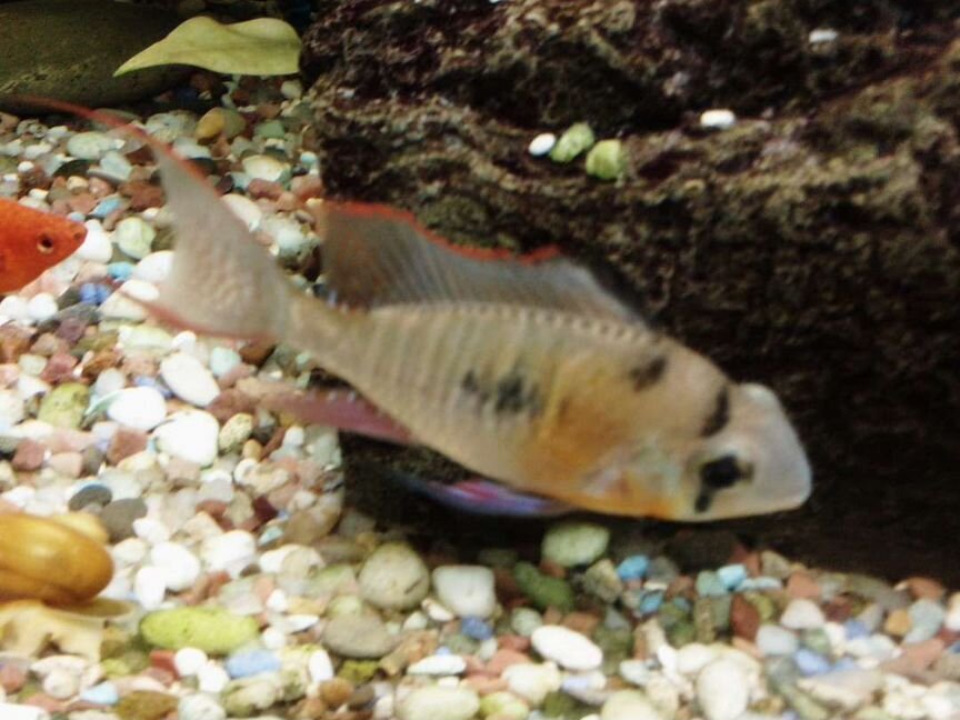 Аквариумные рыбки