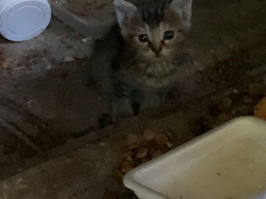 Котенок маленький