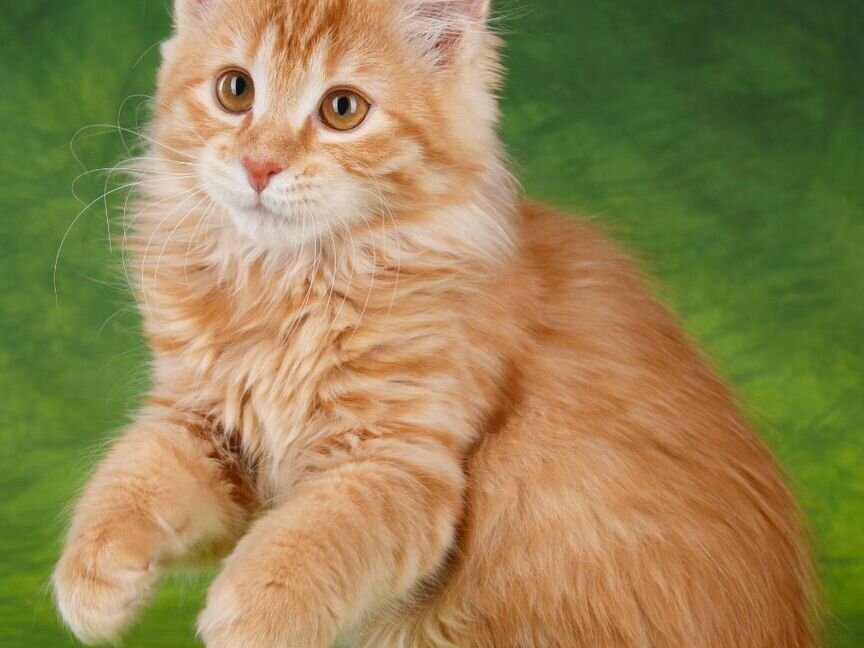 Котята курильский бобтейл