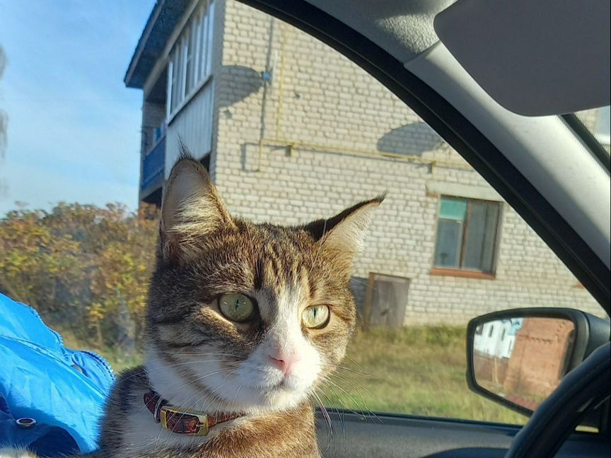 Потеряшки кошки