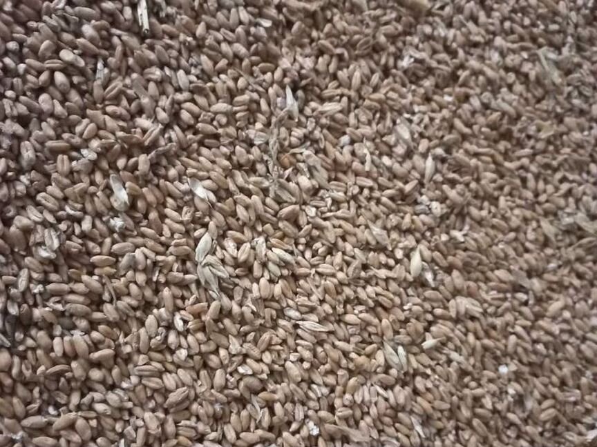 Кормовая кукуруза, Семечко на корм