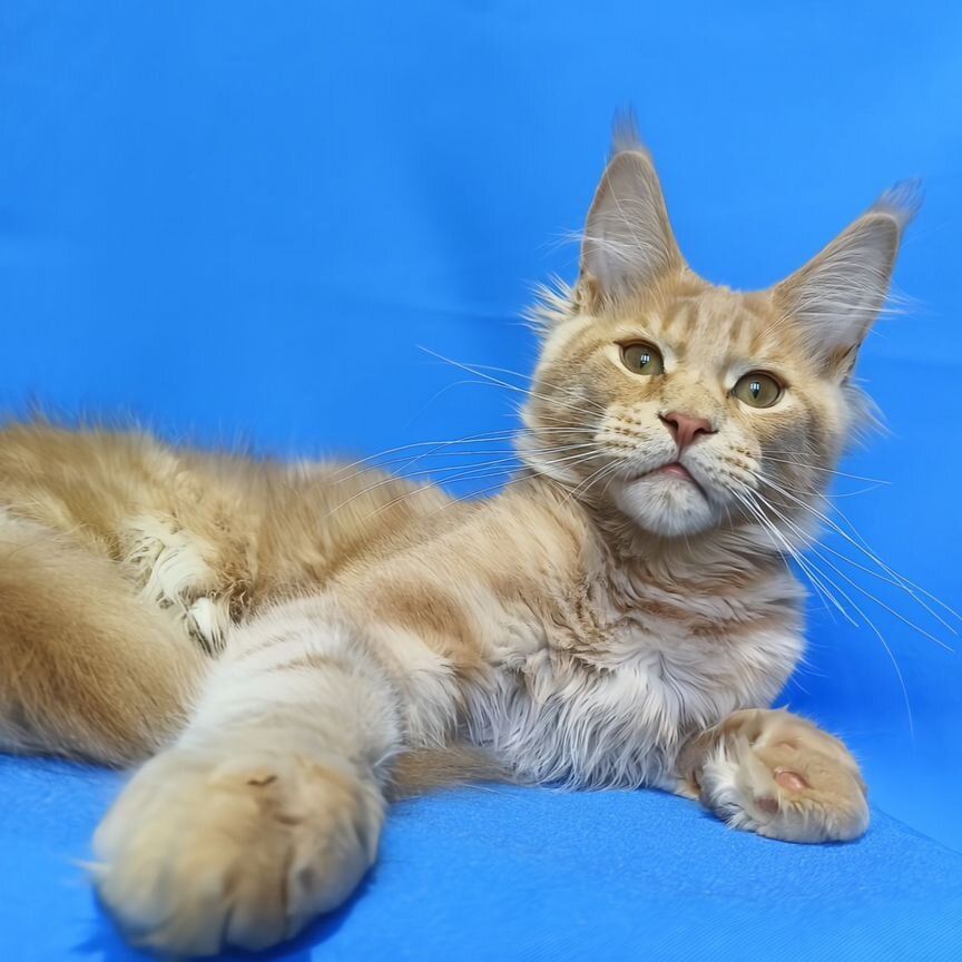 Мейн-кун котёнок