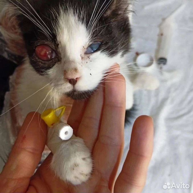 Слепые котята