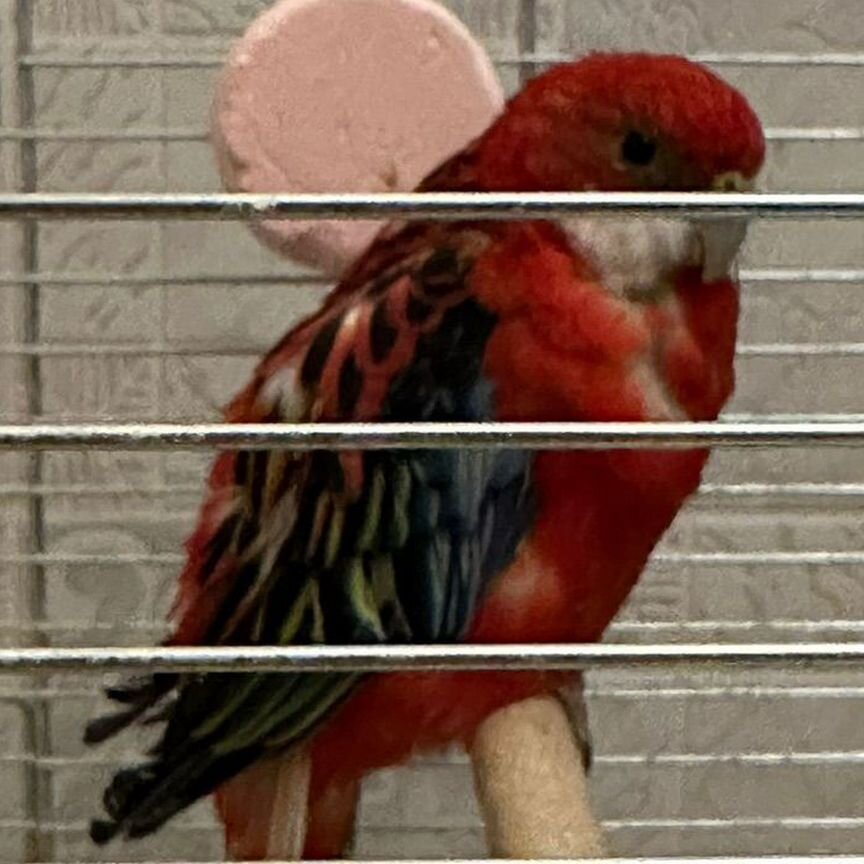 Волнистый попугай с клеткой