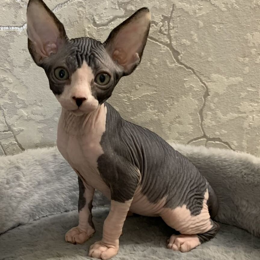 Канадский сфинкс котёнок