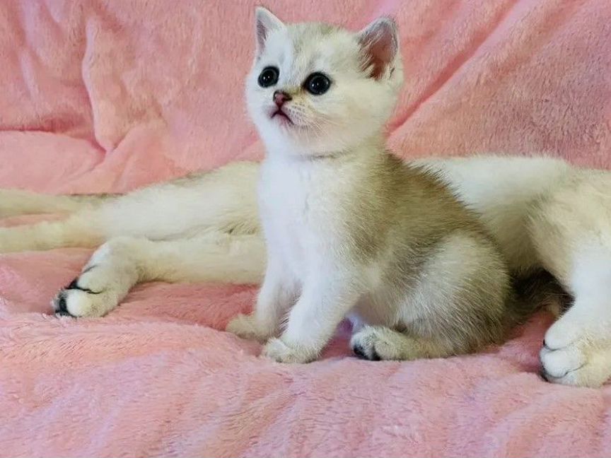 Британская серебристая шиншилла