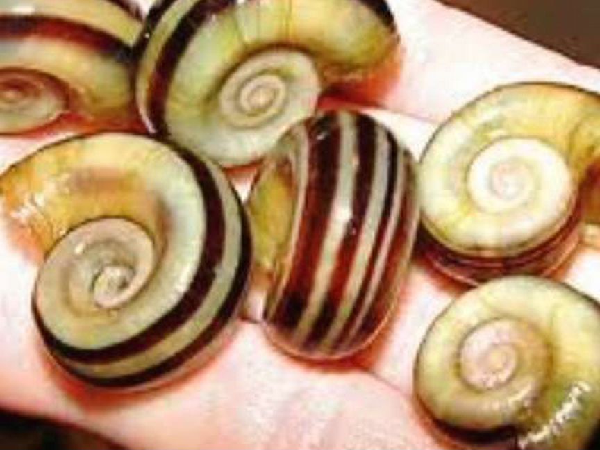 Улитка Мариза