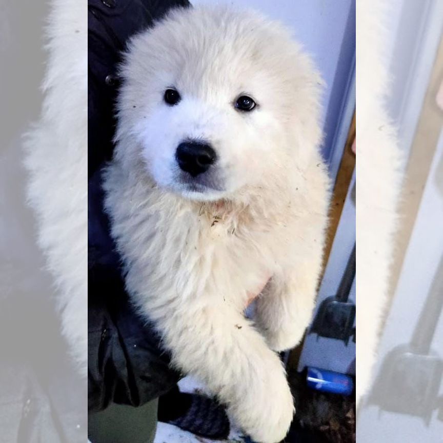 Щенки Мареммы