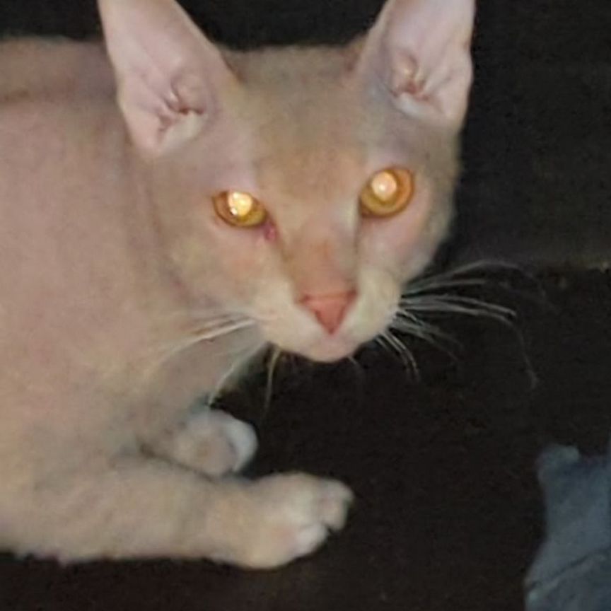 Донской сфинкс, взрослый кот