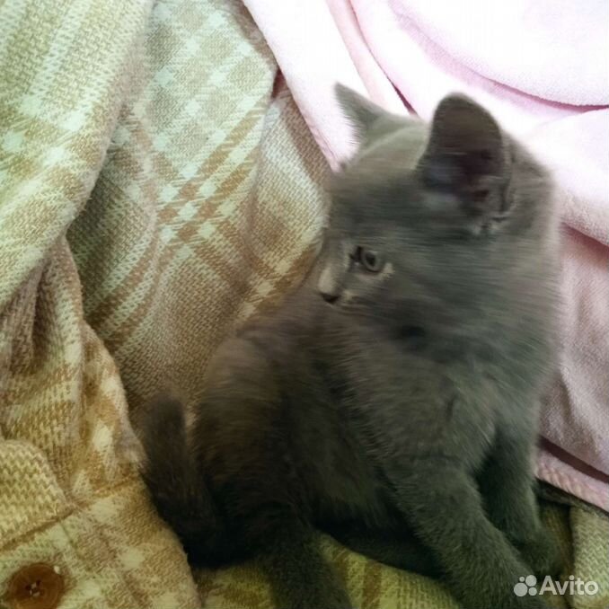 Котёнок шартрез около двух месяцев