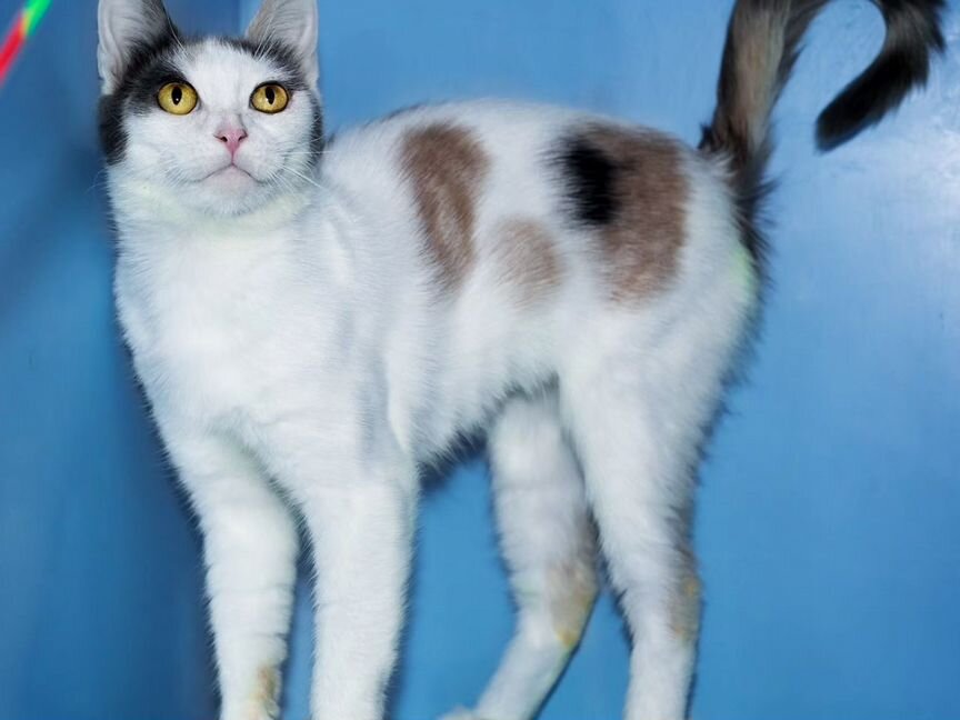 Кошечка Вафля из приюта