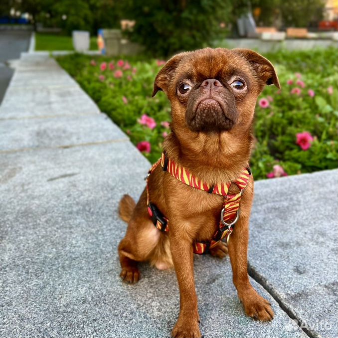 Пти брабансон вязка