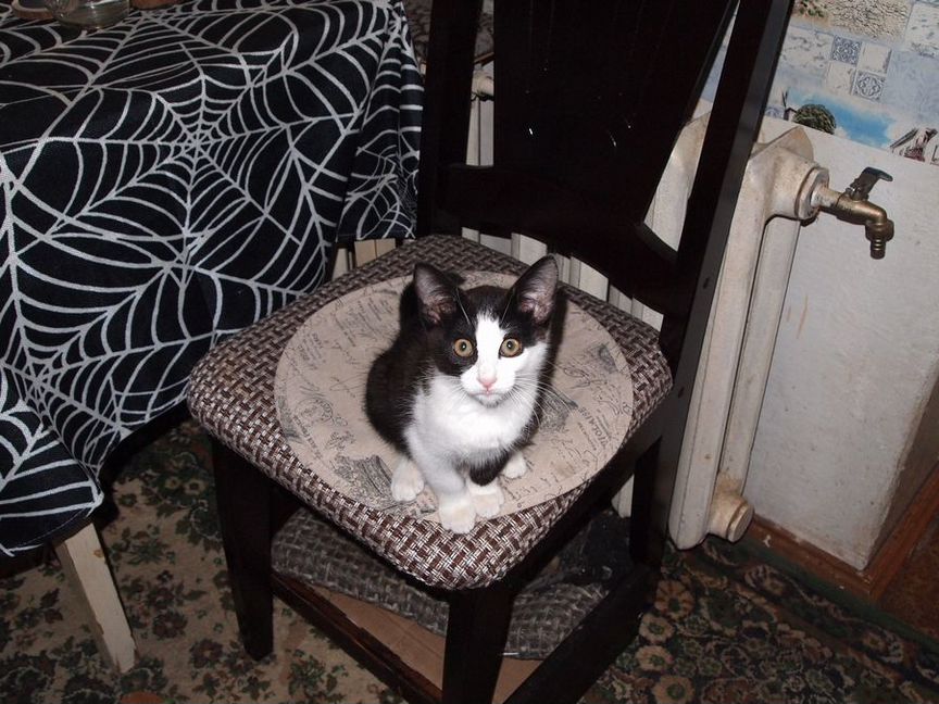 Котенок Лесь ищет семью