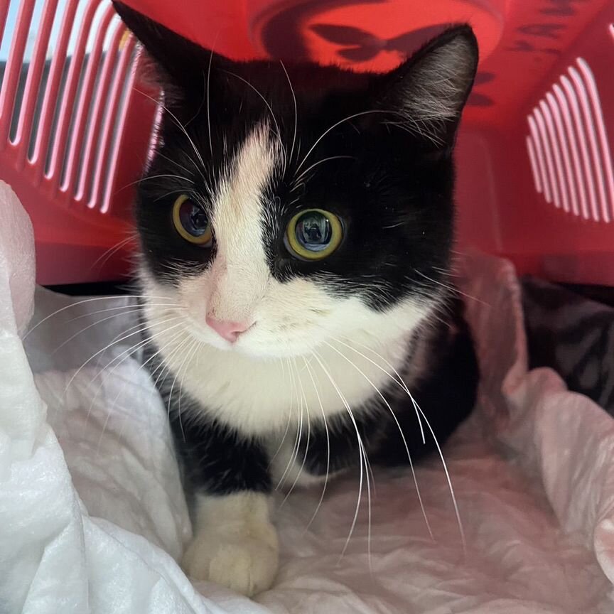 Коты в добрые руки