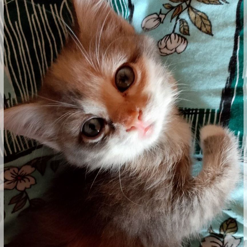 Котёнок в добрые руки