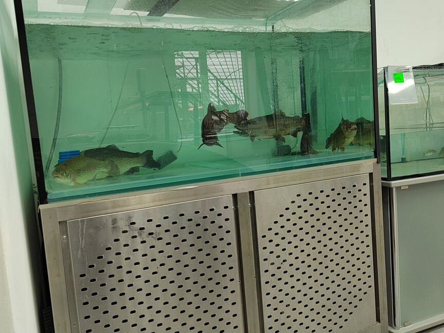 Аквариум с тумбой 500 литров