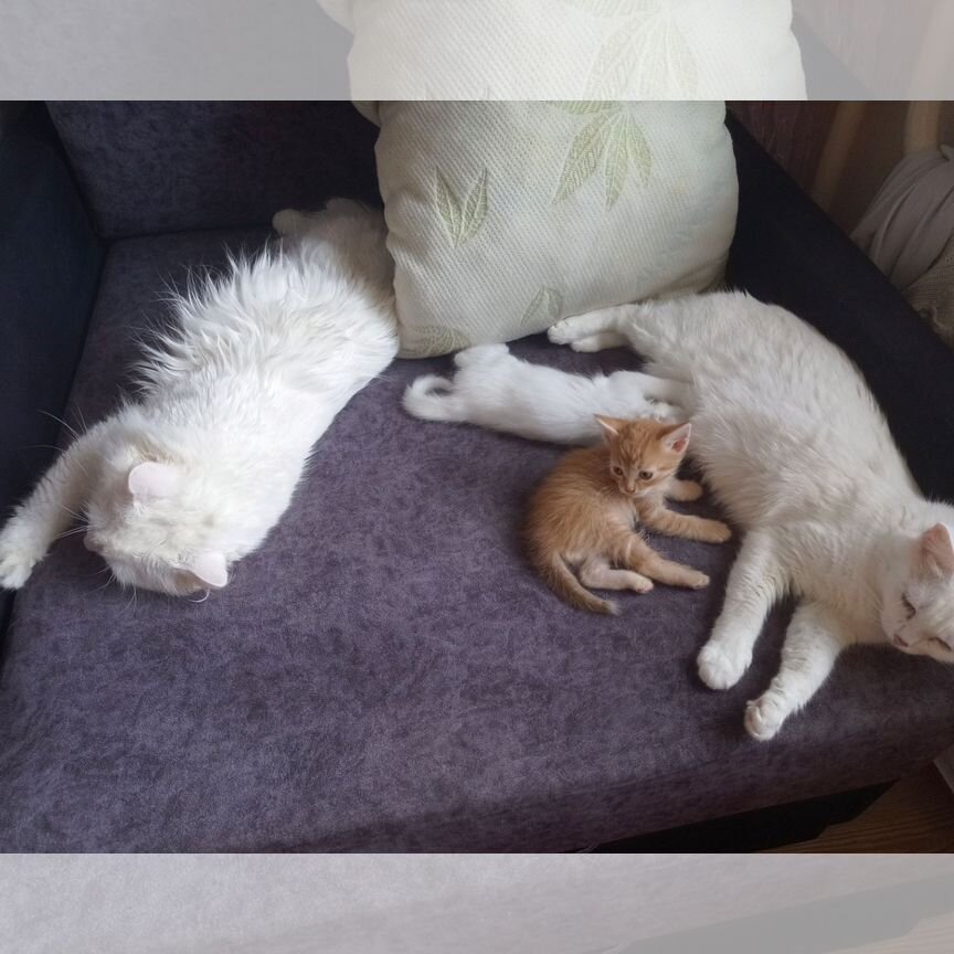 Котята в добрые руки