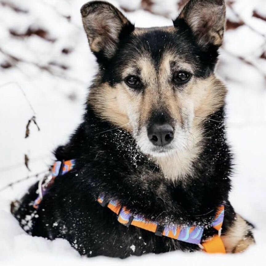 Взрослая собака в добрые руки