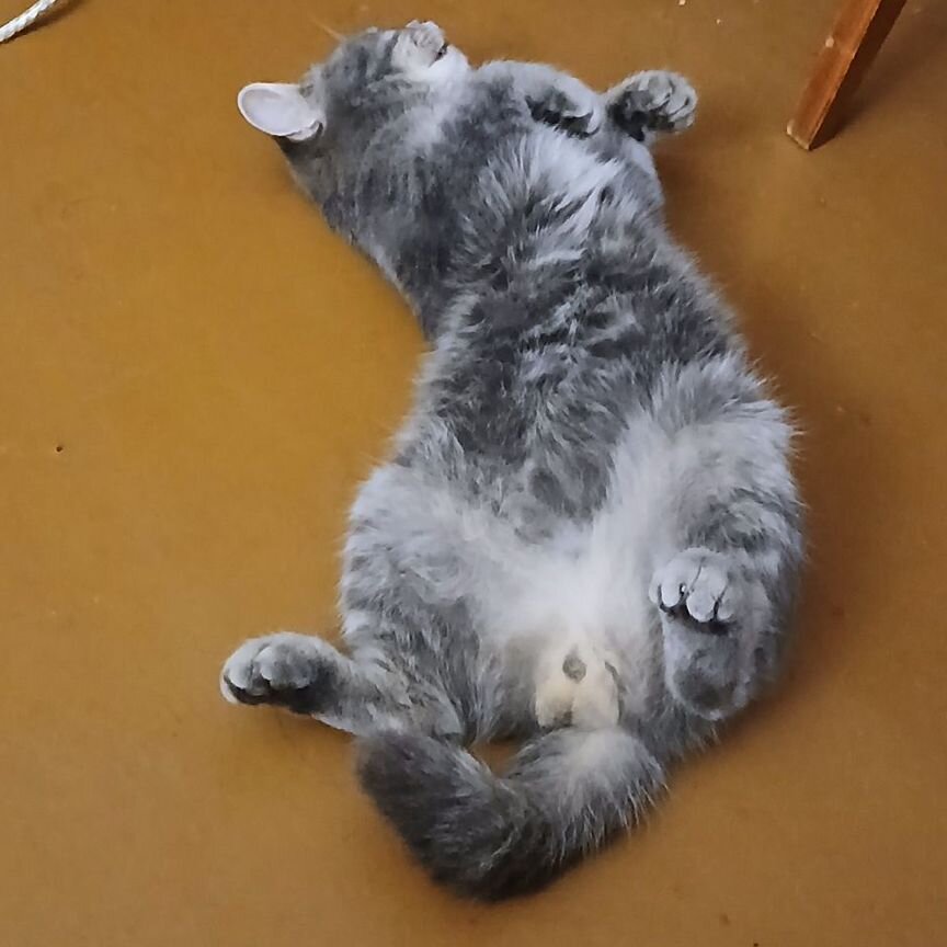 Отдам кота в добрые руки бесплатно