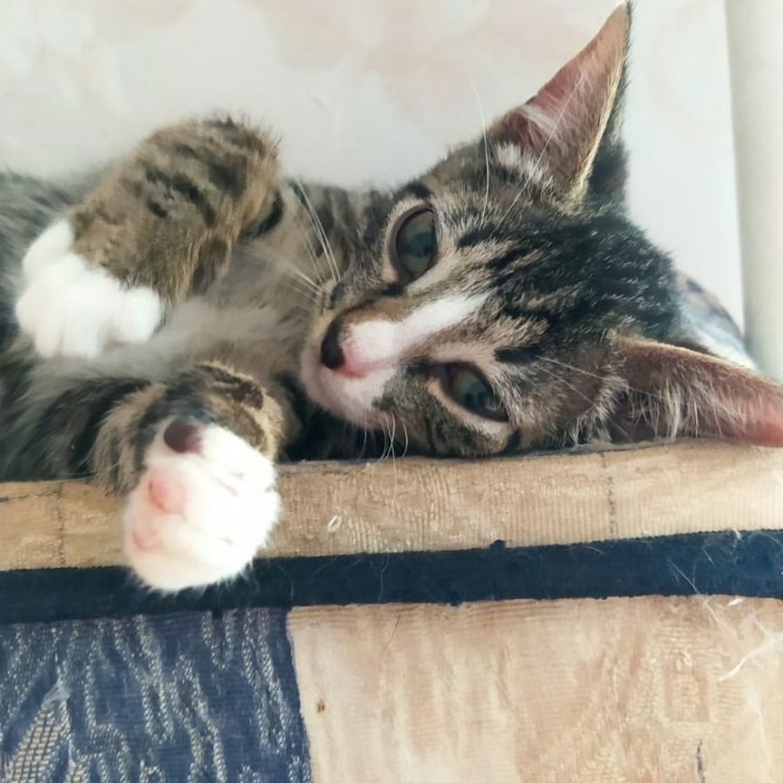 Котенок