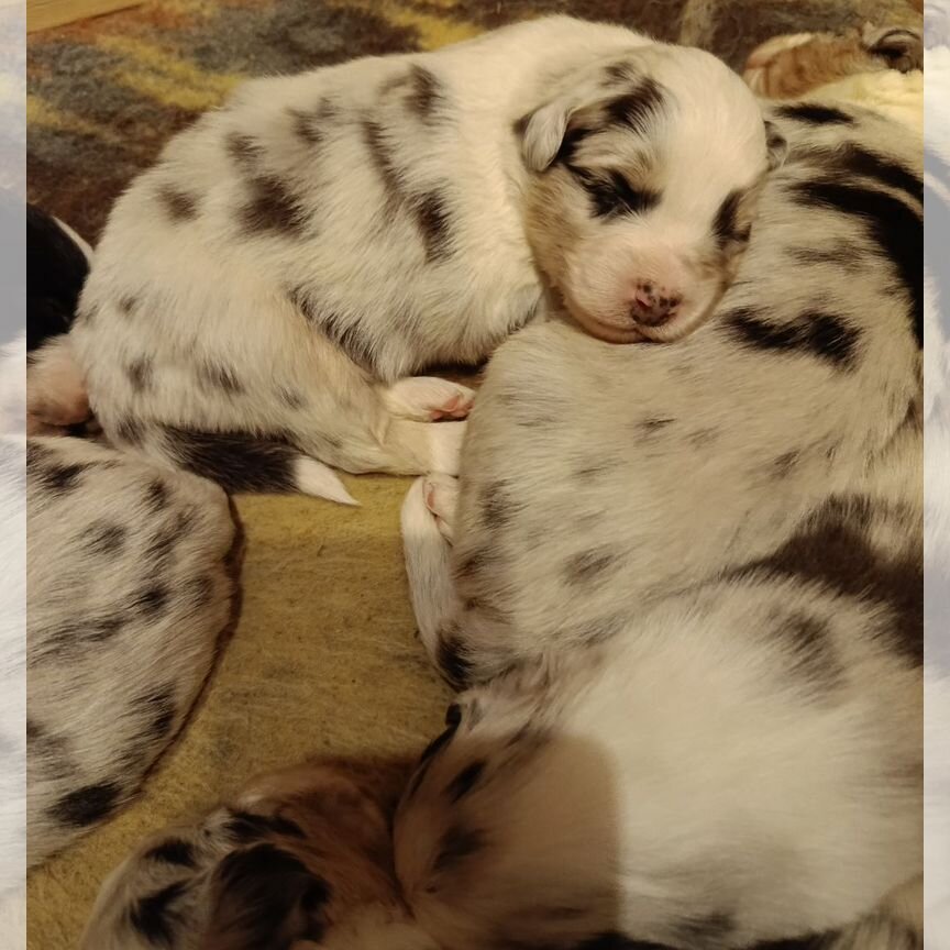 Австралийская овчарка, щенок