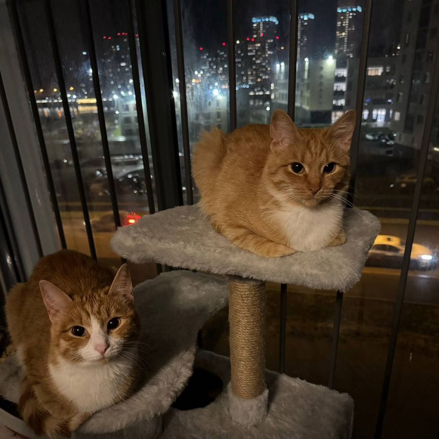 Отдам бесплатно двух кошек